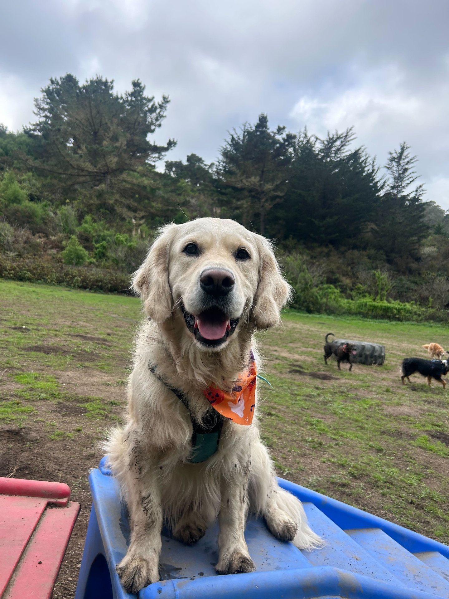 Dog Training, Playcare & Off-Leash Ranch in San Francisco | Top Dog SF